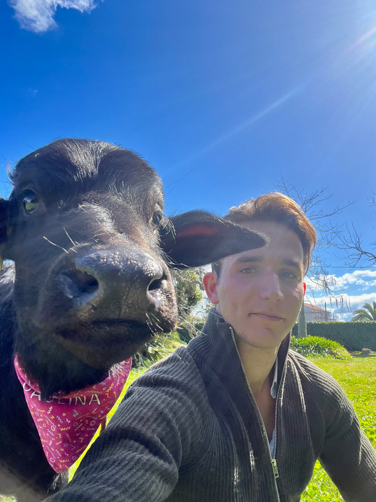 We adopted a baby water buffalo! – Gratsi